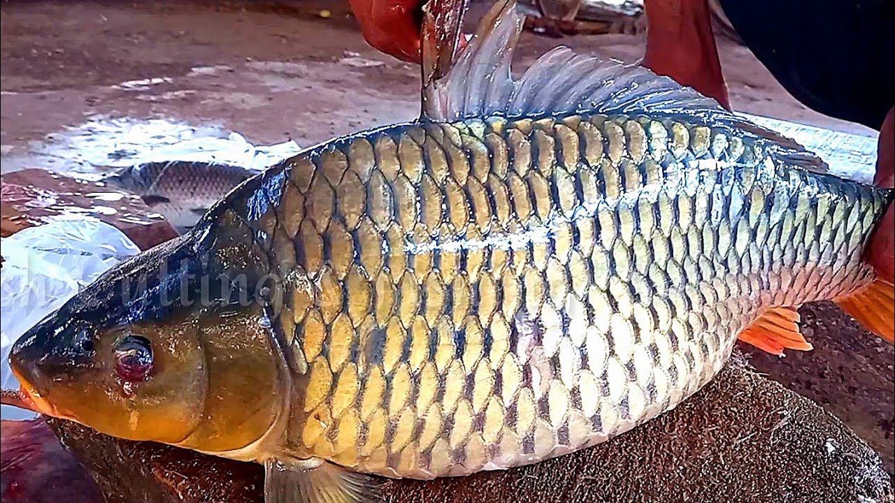 Amazing Live Grass Cup fish Cutting Skills | Giant Grass Cup fish ...