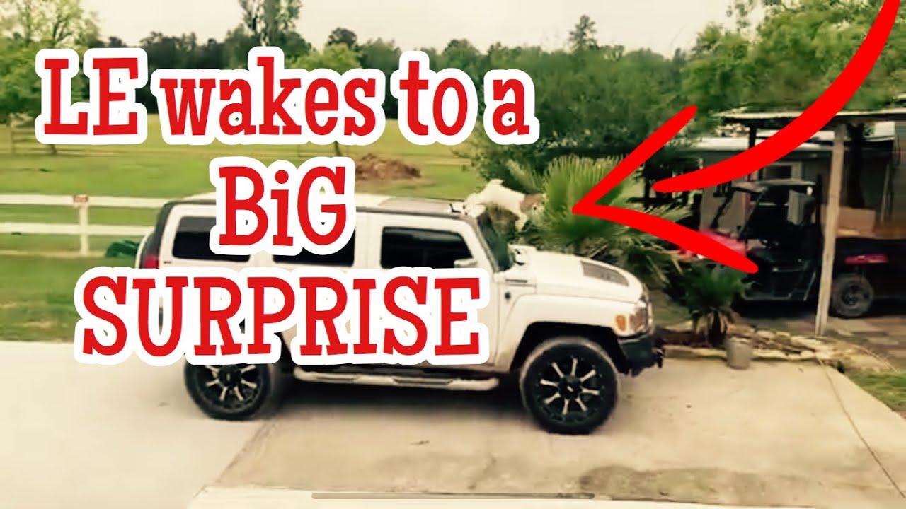 Goat Jungle Gym - YouTube