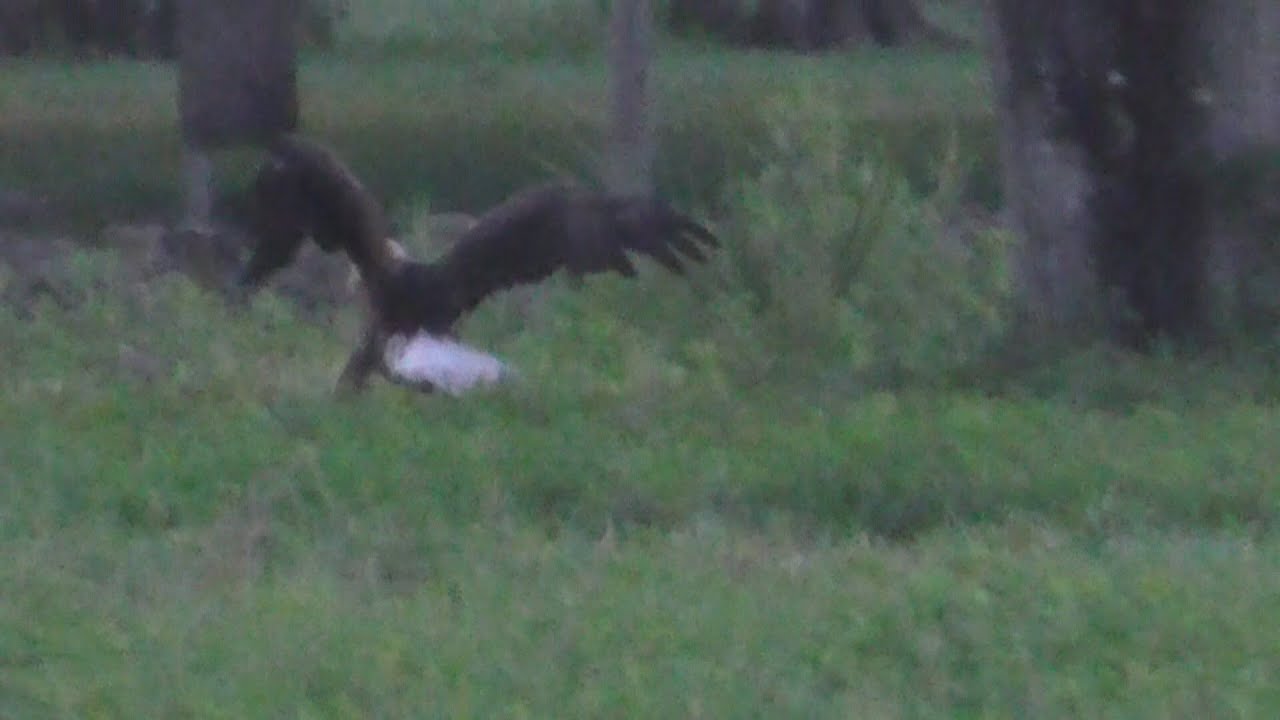 SWFL Eagles_Talons On The Ground In Both Pastures~Two Stick Deliveries ...