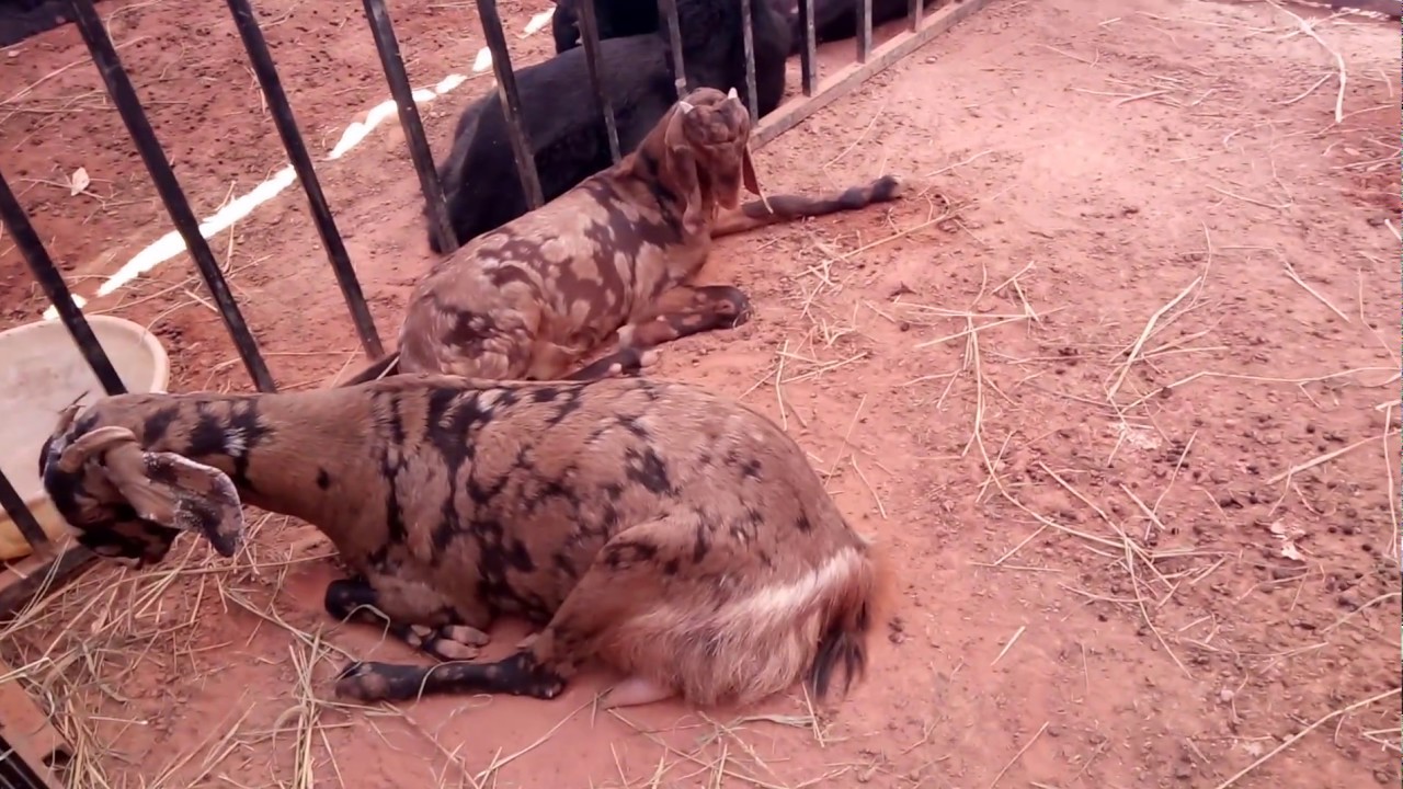 Hybrid Goats, Hen, Cow - YouTube