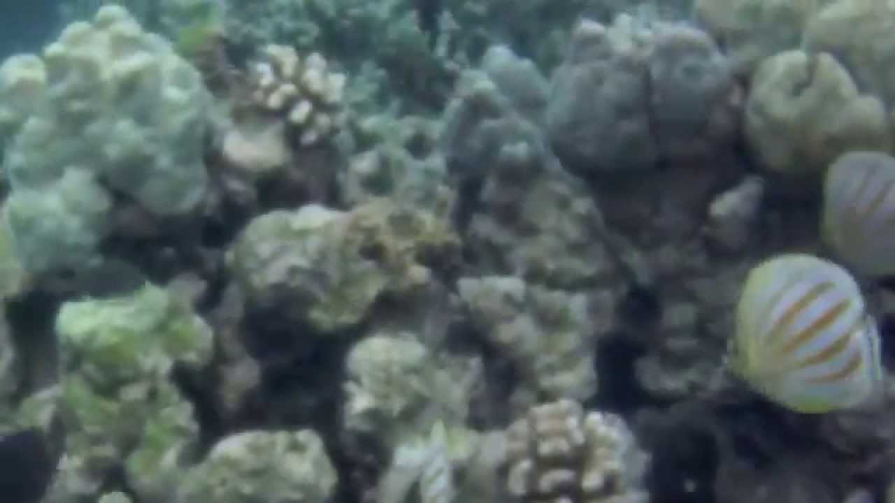 Big Island - Puako - Hawaii - Freedive - Tropical Fish - Moray Eel ...