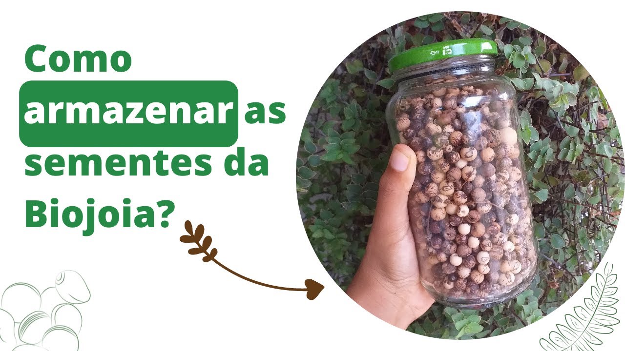 Como guardar as sementes da Biojoia? - YouTube