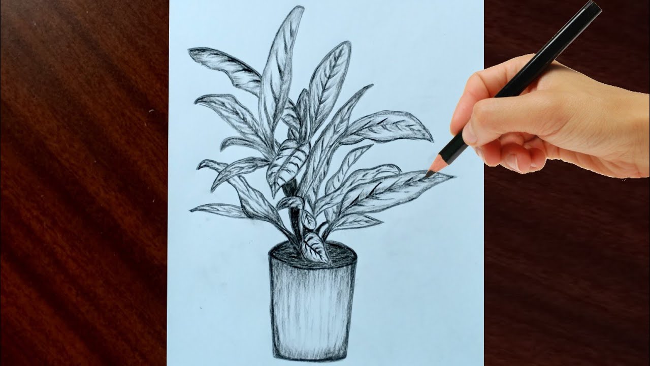 How To Draw A Beautiful Houseplant Step by Step Easily || Badarpur ...
