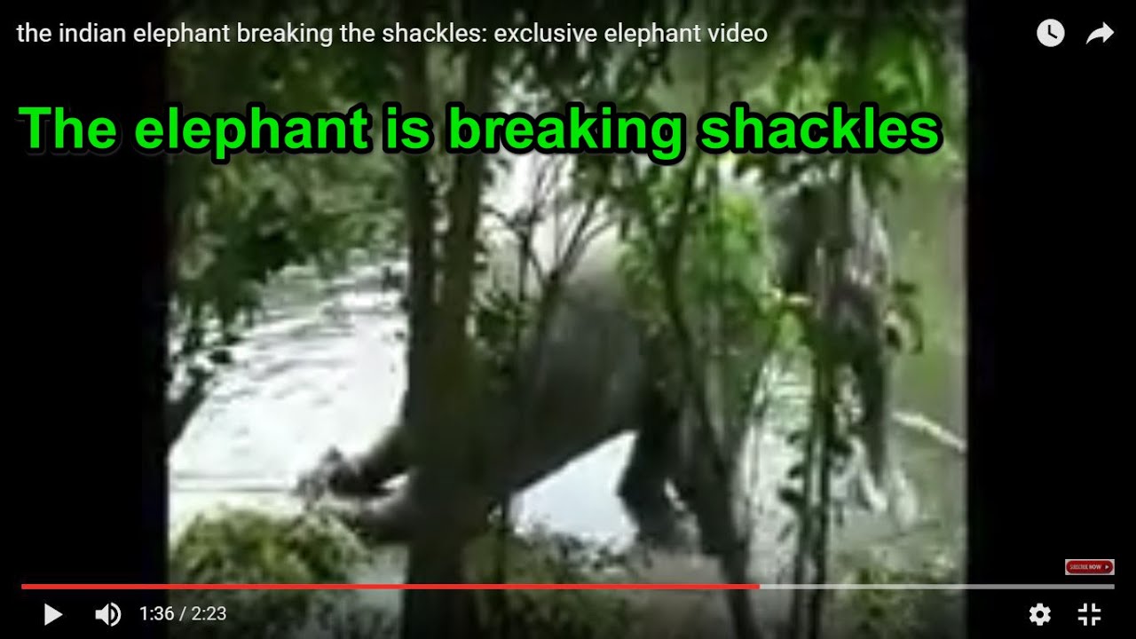 the indian elephant breaking the shackles: exclusive elephant video ...