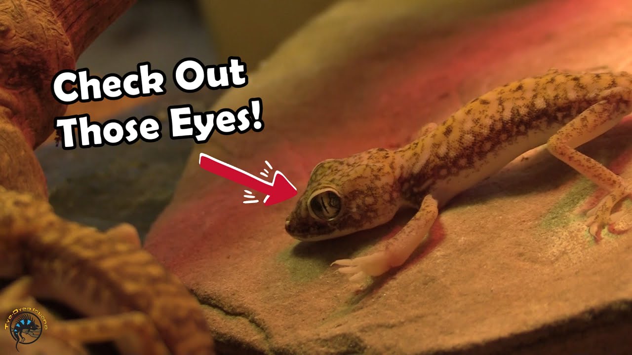 Unboxing All of this Week's New Animals! - A Dune Gecko Comeback! 🌵🦎 ...