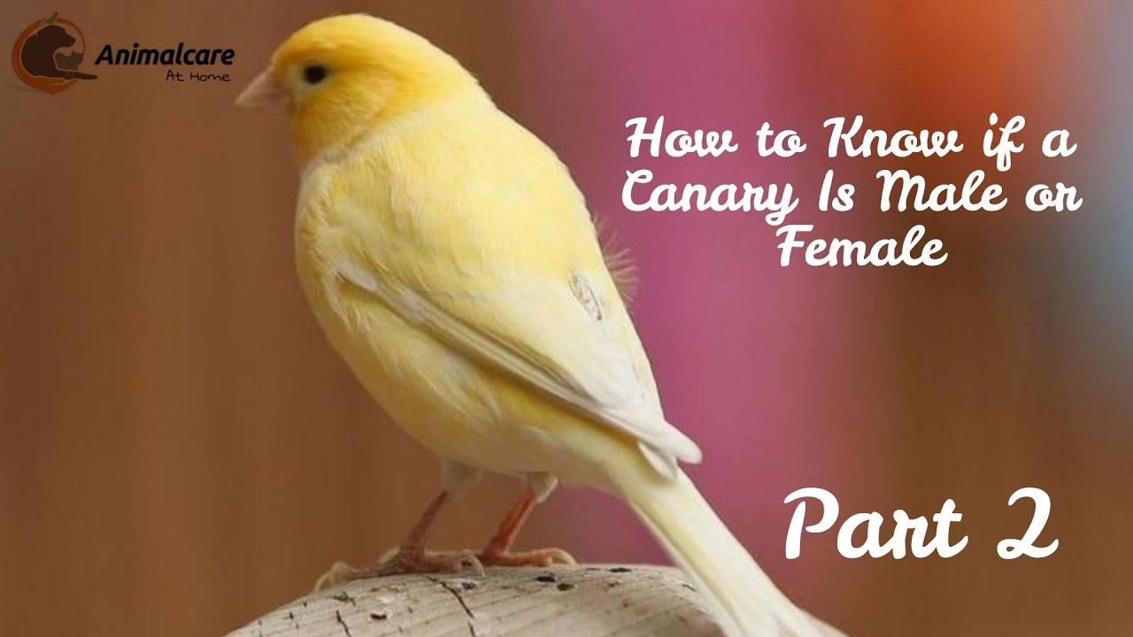 How to Know if a Canary Is Male or Female Best video 2022 Part 2 # ...