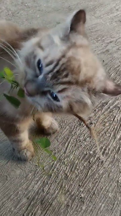 Kucing Suka Catnip #kucinghimalaya #kucing #kucinglucu - YouTube