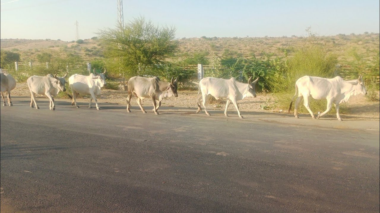 Rare Cows of Desert #bull #beef #animals #wildlife #animals #cows #cow ...