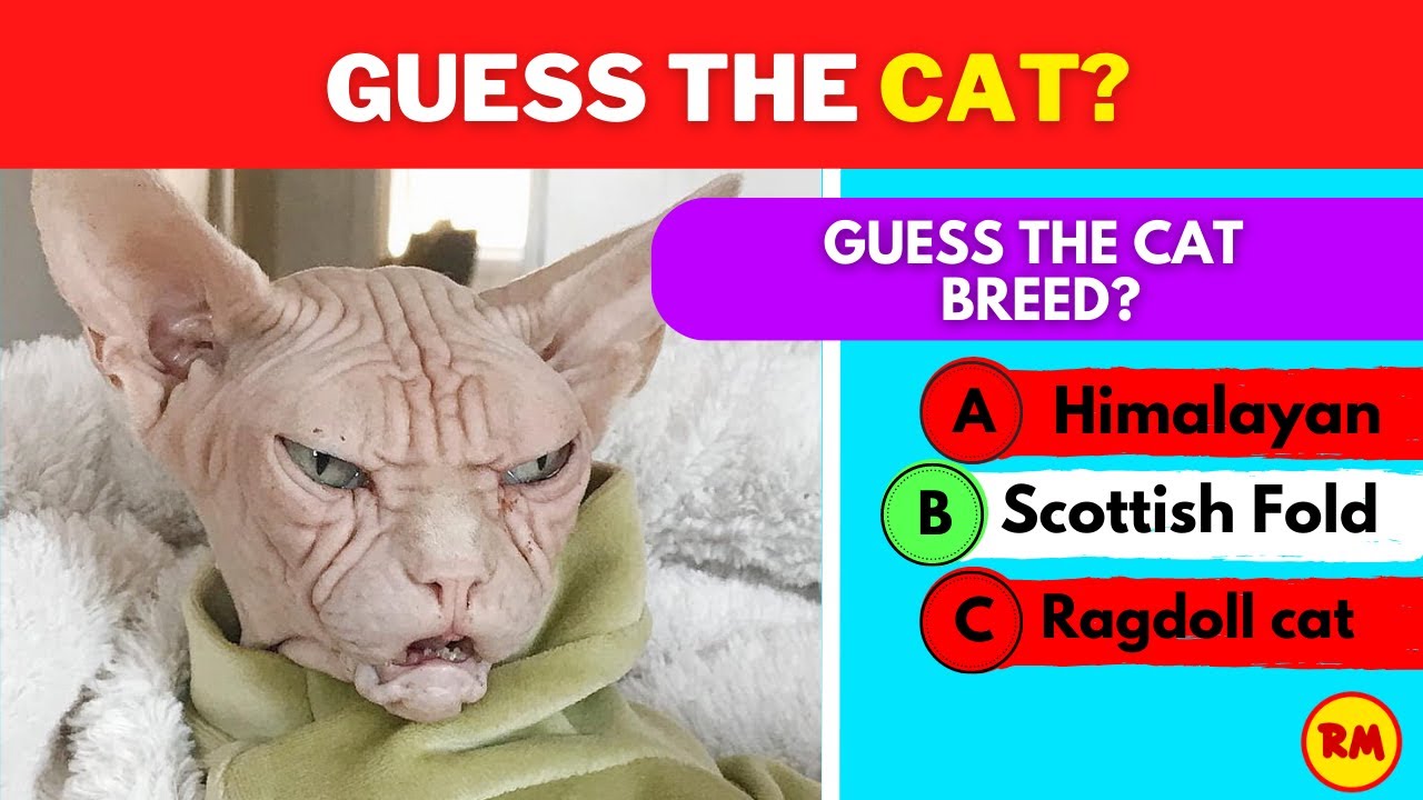 😺 Guess the Cat Breed Challenge: Purr-fectly Fun Feline Trivia! 🐾 | Cat ...