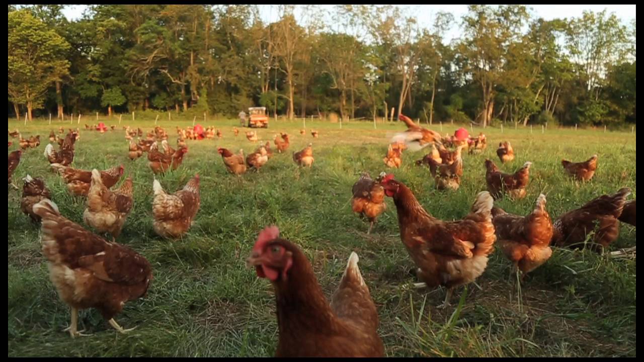 Pasture raised chickens and the morning rush - YouTube