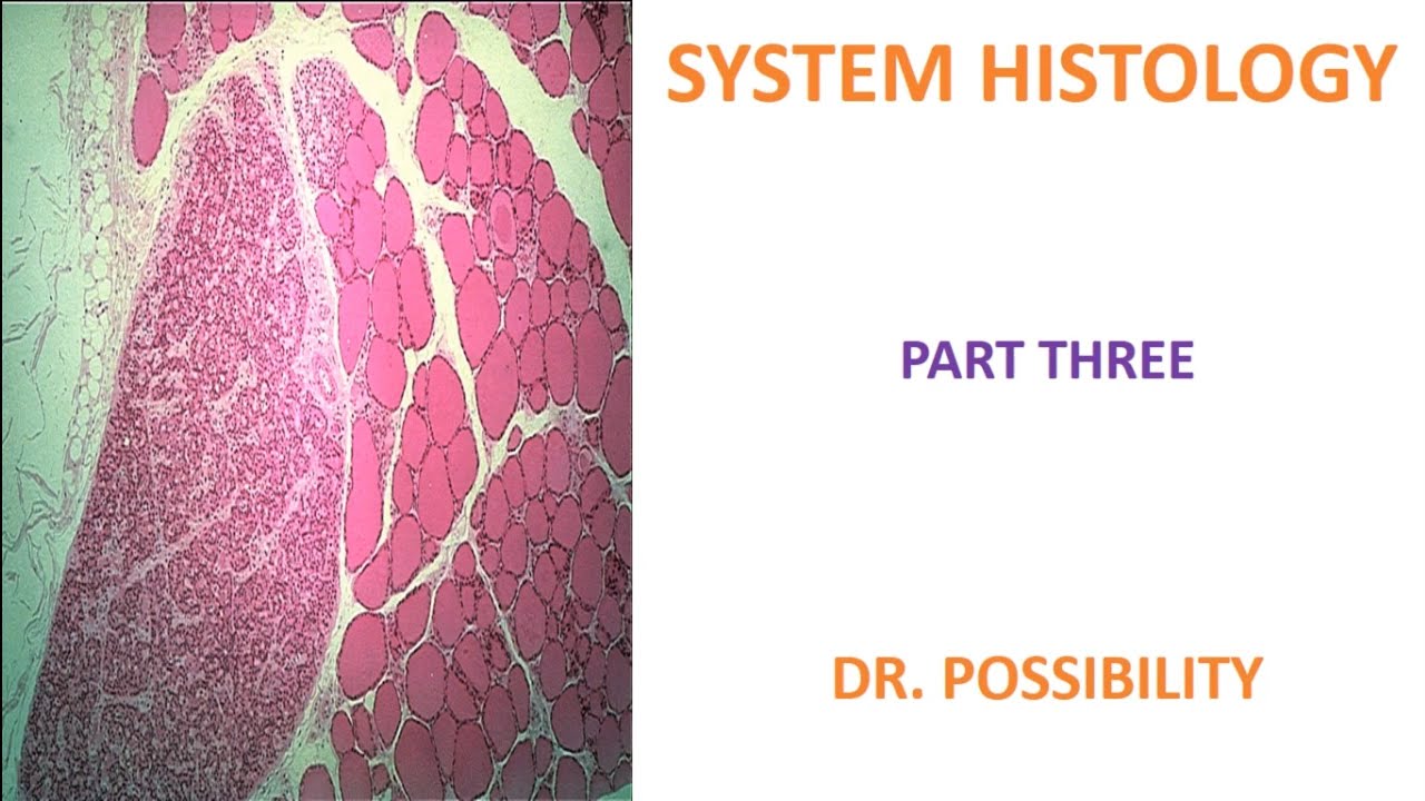SYSTEM HISTOLOGY PART THREE IDENTIFYING AND LABELLING - YouTube