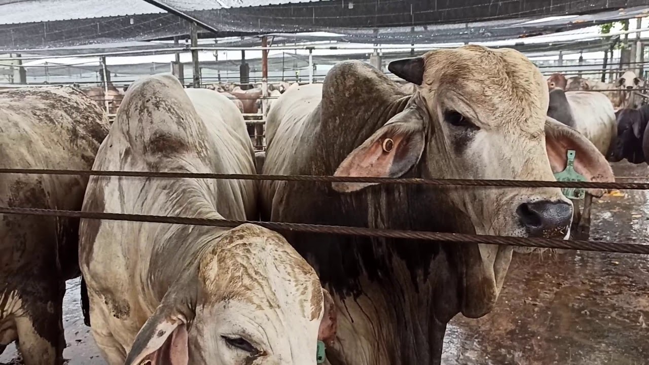 Breeding Sapi Brahman Cros ( BX) - YouTube