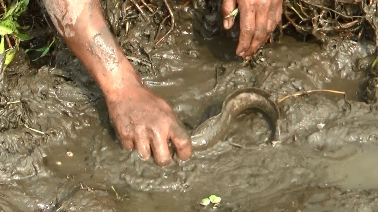 Big Catfish Catching By Hand | Best Fishing Video - YouTube