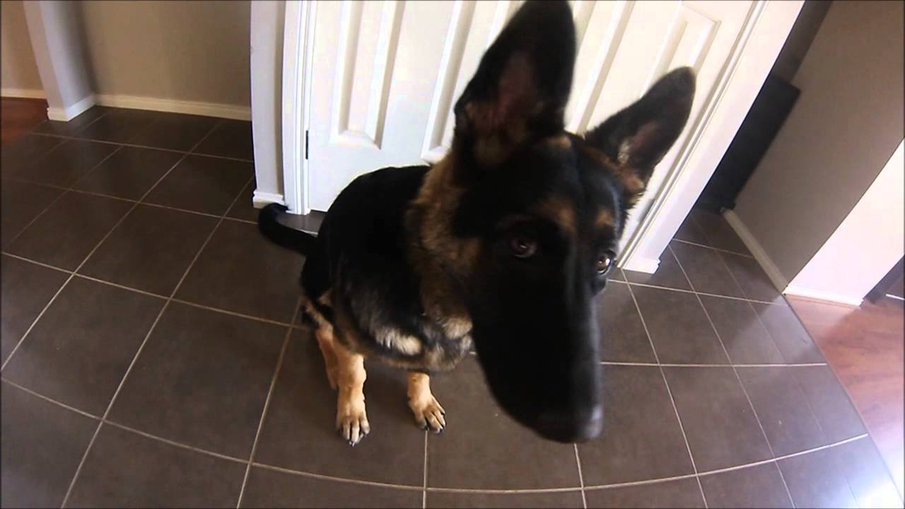 GoPro German Shepherd Puppy!!!! - YouTube