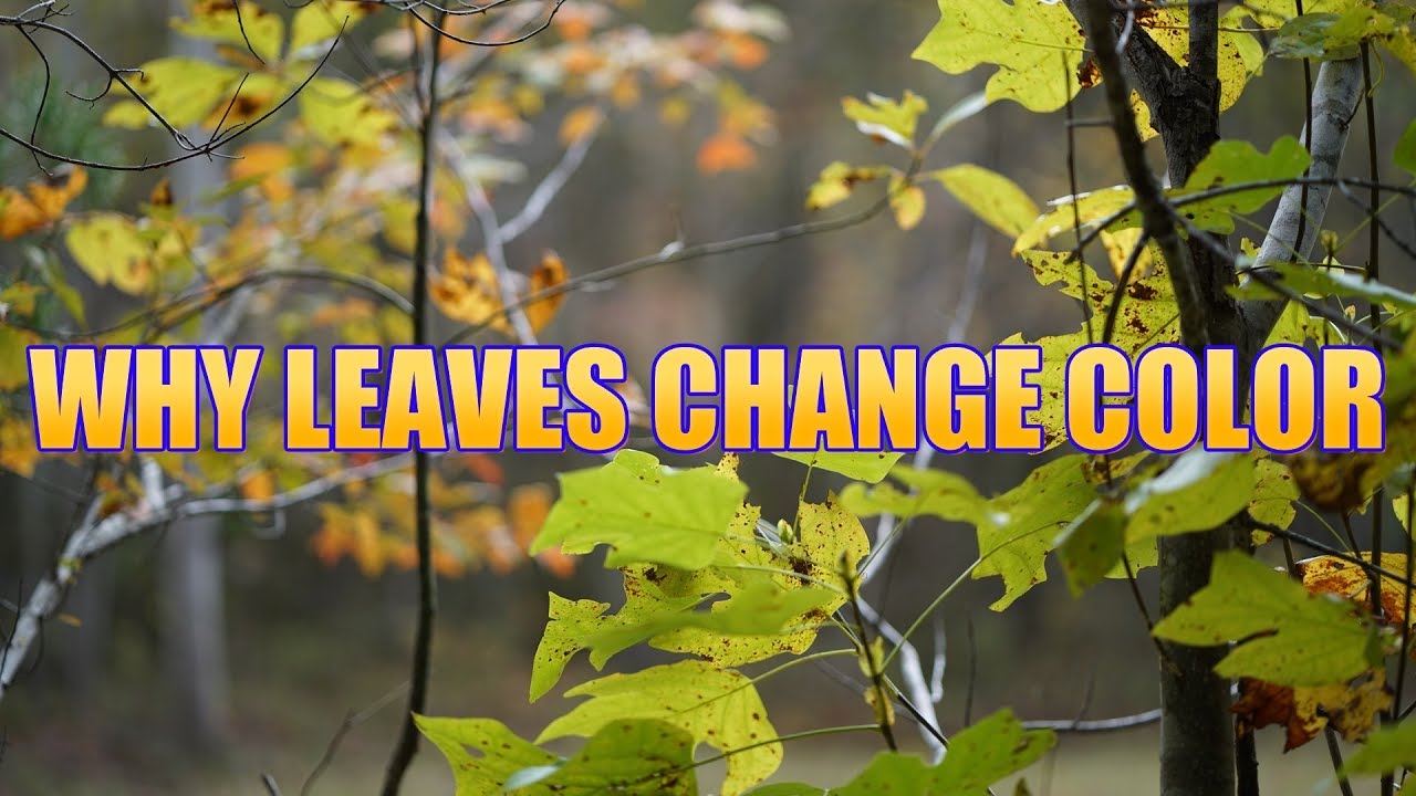 Why Leaves Change Color in the Fall - YouTube