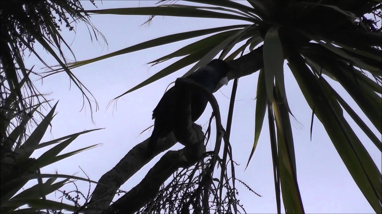 new zealand tui bird song - YouTube