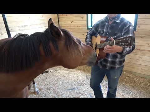 Horse's for therapy in Southern Virginia