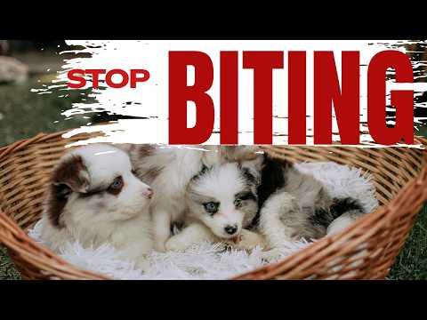 How can I stop my dog ​​from biting while playing? How to solve puppy problems?