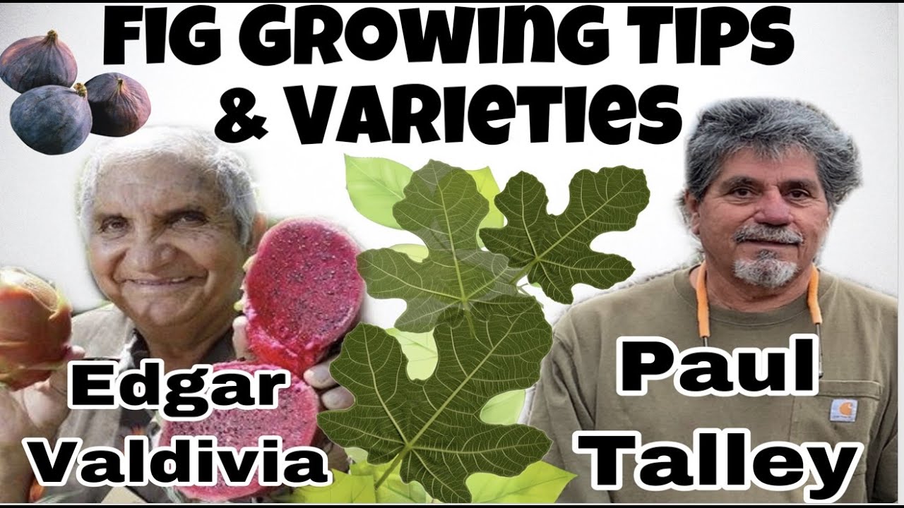 How To Grow Figs | Varieties | feat. Edgar Valdivia & Paul Talley - YouTube