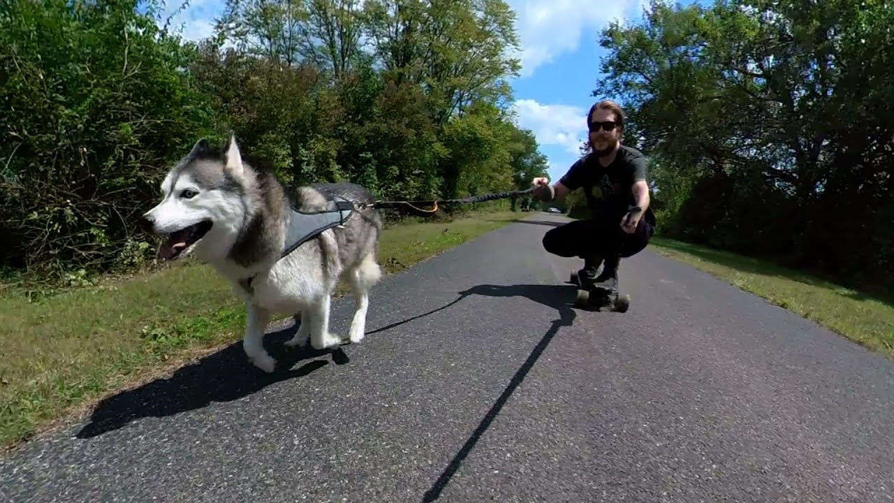 Longboarding With Our Huskies - YouTube