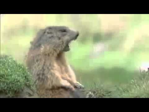 Alan funny talking animals - YouTube