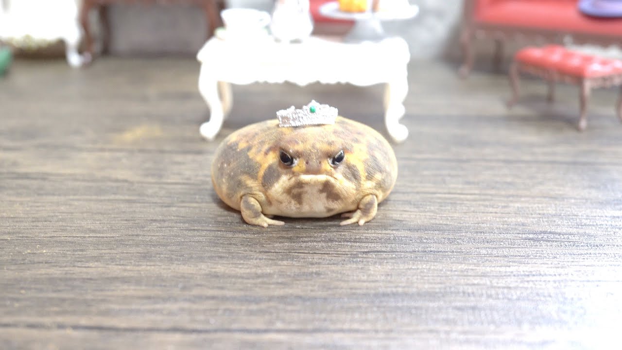 Rainfrog's cute princess life👸 - YouTube