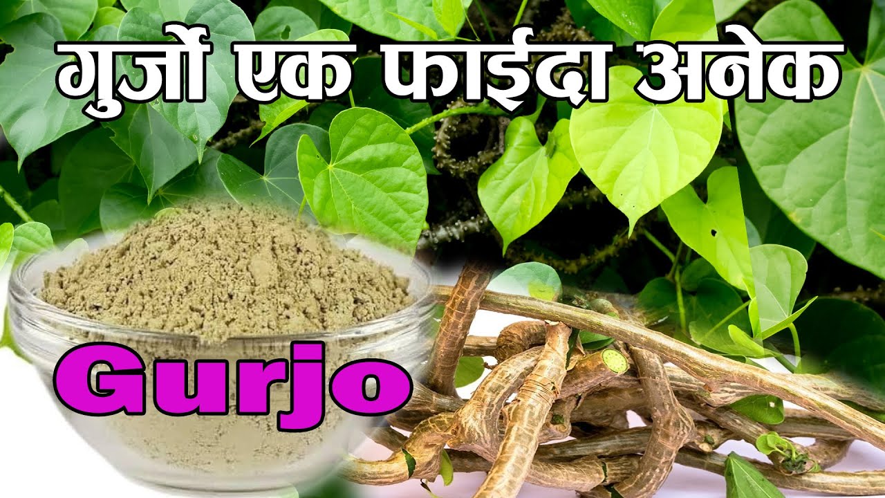Gurjo || शरीर तताउने गुर्जो || Dr. DB Sunuwar | Holistic Health ...