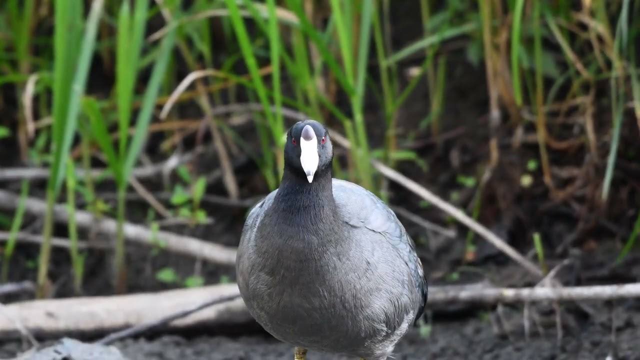 Red-shielded American Coot - YouTube