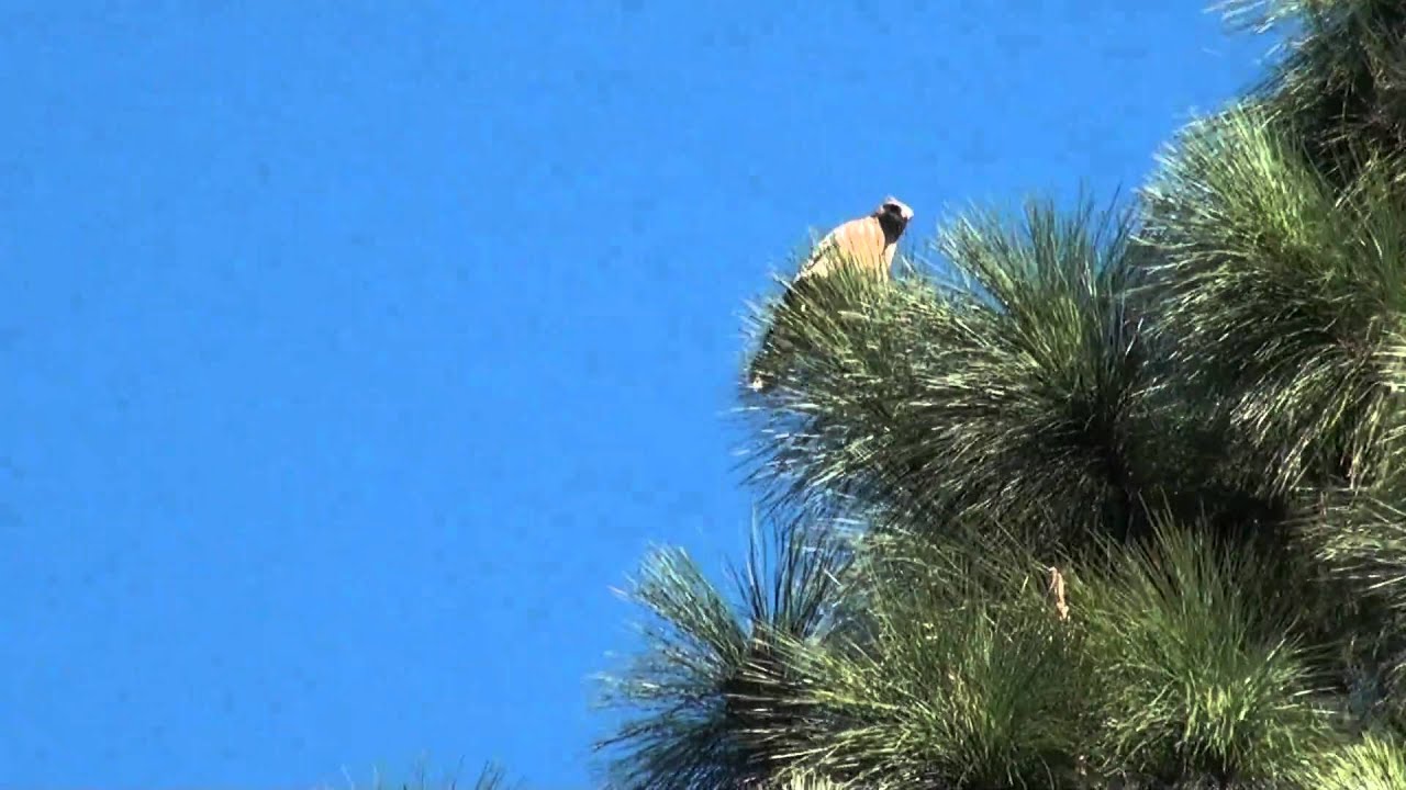 Red-Shouldered Hawks Mating on Pine Tree - YouTube
