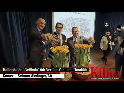 Hollanda’da ‘Gelibolu’ Adı Verilen Yeni Lale Tanıtıldı