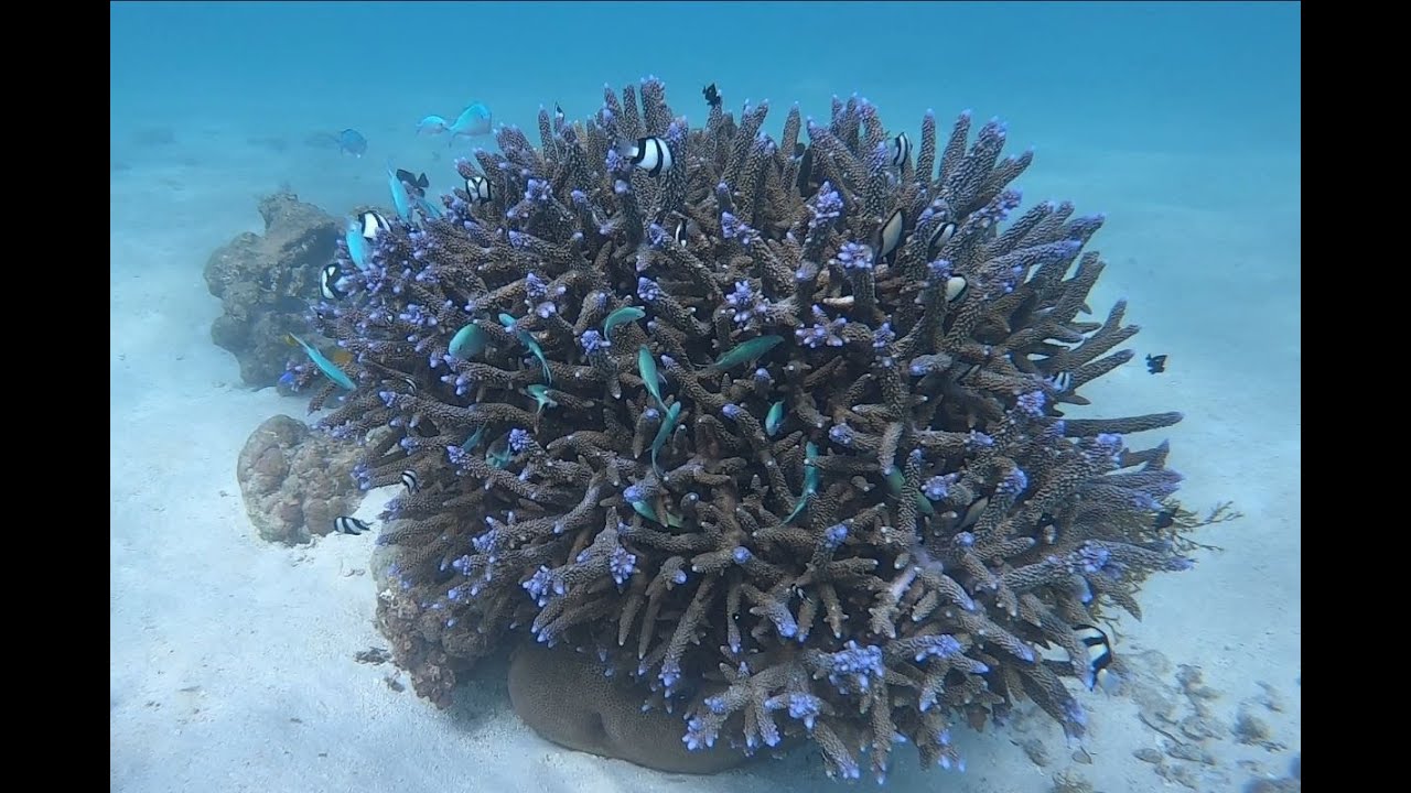 Lakeside Snorkel Exmouth - YouTube