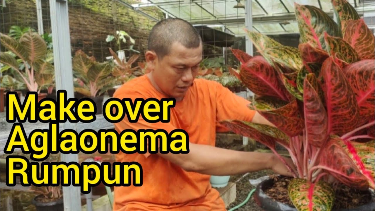 Make over aglaonema rumpun yang batangnya pada bengkok#aglo#aglonema # ...