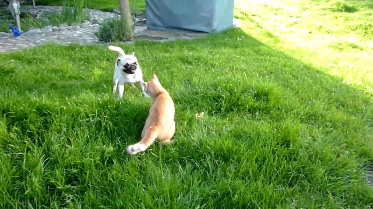 Mops, Mietz & Co. spielen im Garten - YouTube