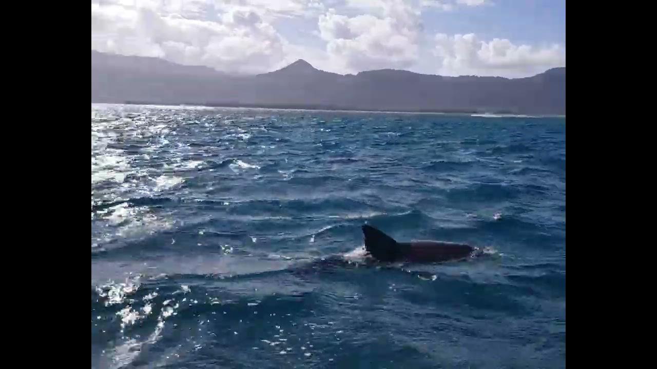 Dolphins - Le Morne Brabant, Mauritius - March 2023 - YouTube