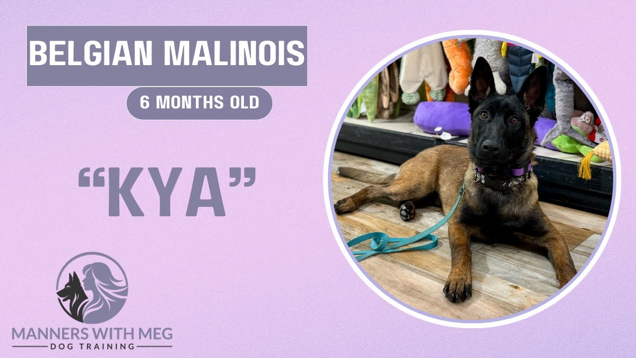 Belgian Malinois / Dog Training / Obedience - YouTube