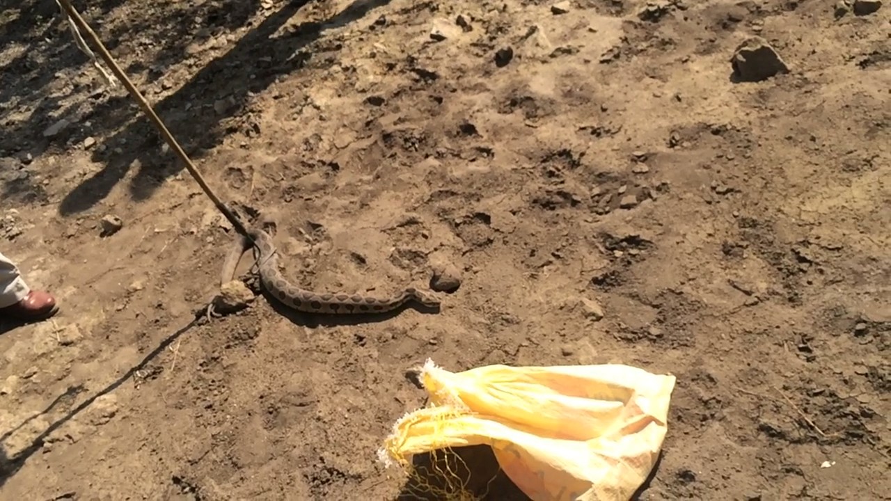 Attacking Russell viper - YouTube