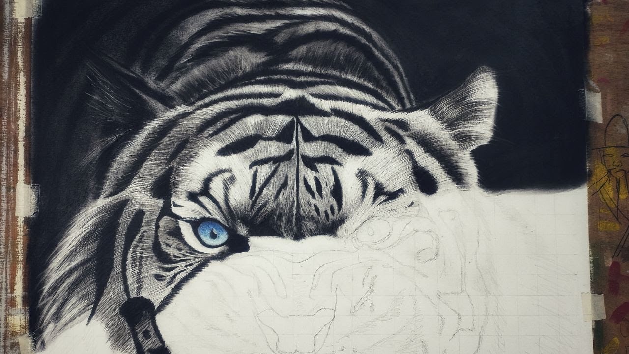 Hyper Realistic charcoal drawing of Tiger Part 1 | Timelapse video ...