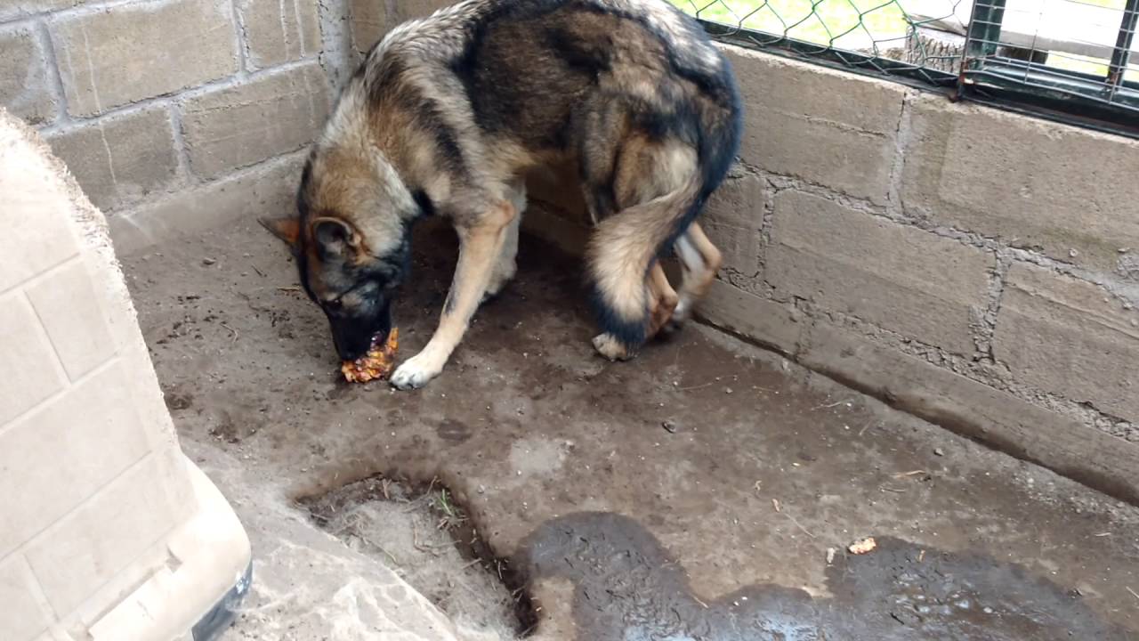 Lobo híbrido americano Wolfdog - YouTube