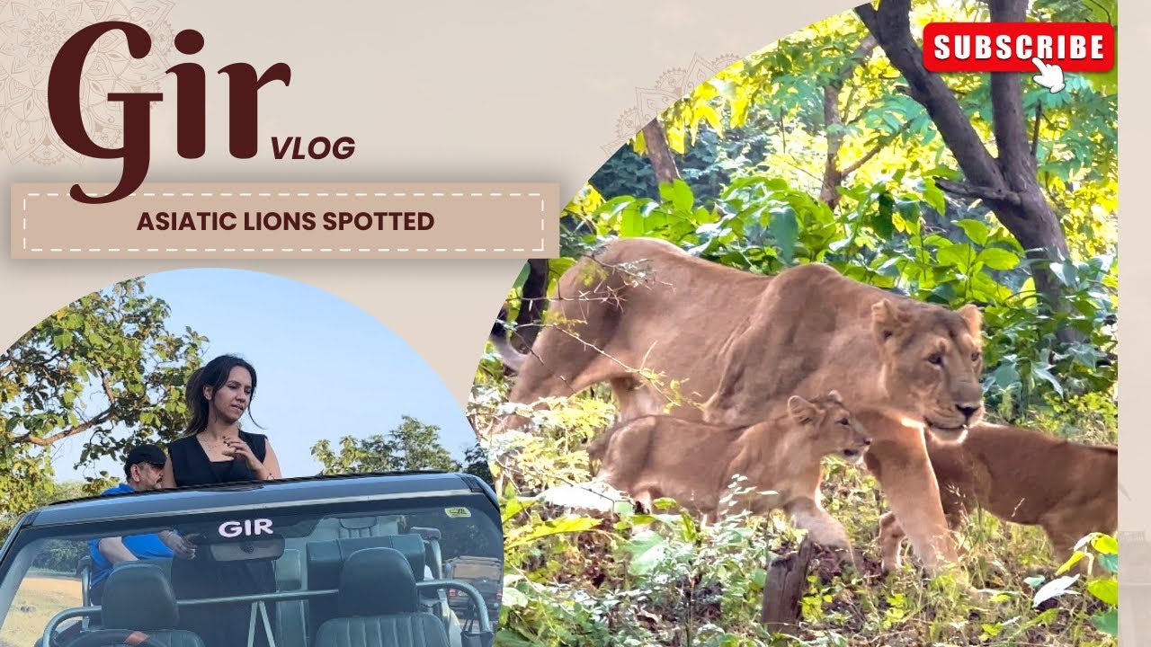 Let’s go for Gir safari : Spotting Lions 🦁 & Deer + simba nala real ...