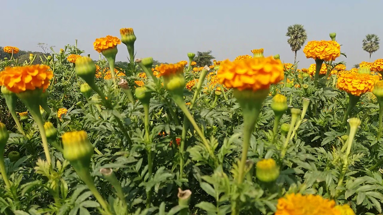 Godkhali flower paradise, Jessore, Bangladesh by Lipon - YouTube