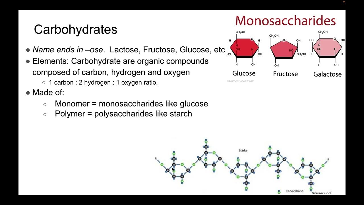 Macromolecules Lesson 2 Carbohydrates - YouTube