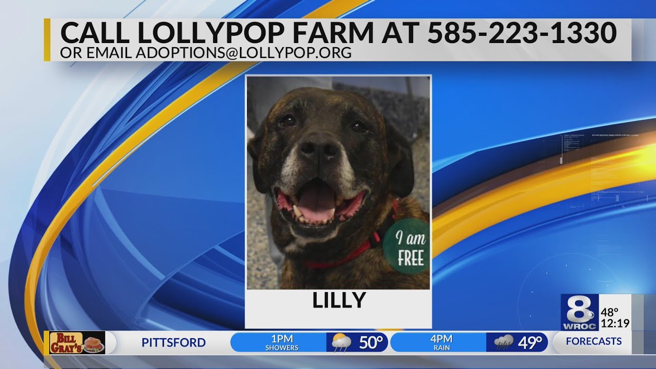 Friend for Life: Meet Lilly! - YouTube