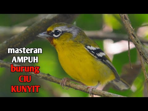 CIU KUNYIT masteran ampuh / SIRPU GUNUNG masteran full tembakan