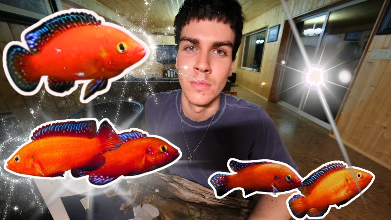 💰💦 Save Big! Epic Dumpster Diving for Aquarium Supplies | Rare Fish ...