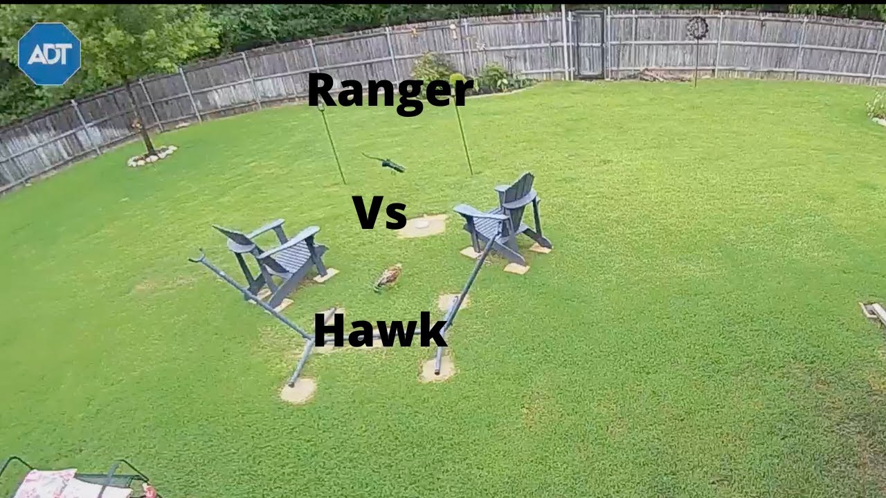 Dog Chasing a Hawk - YouTube