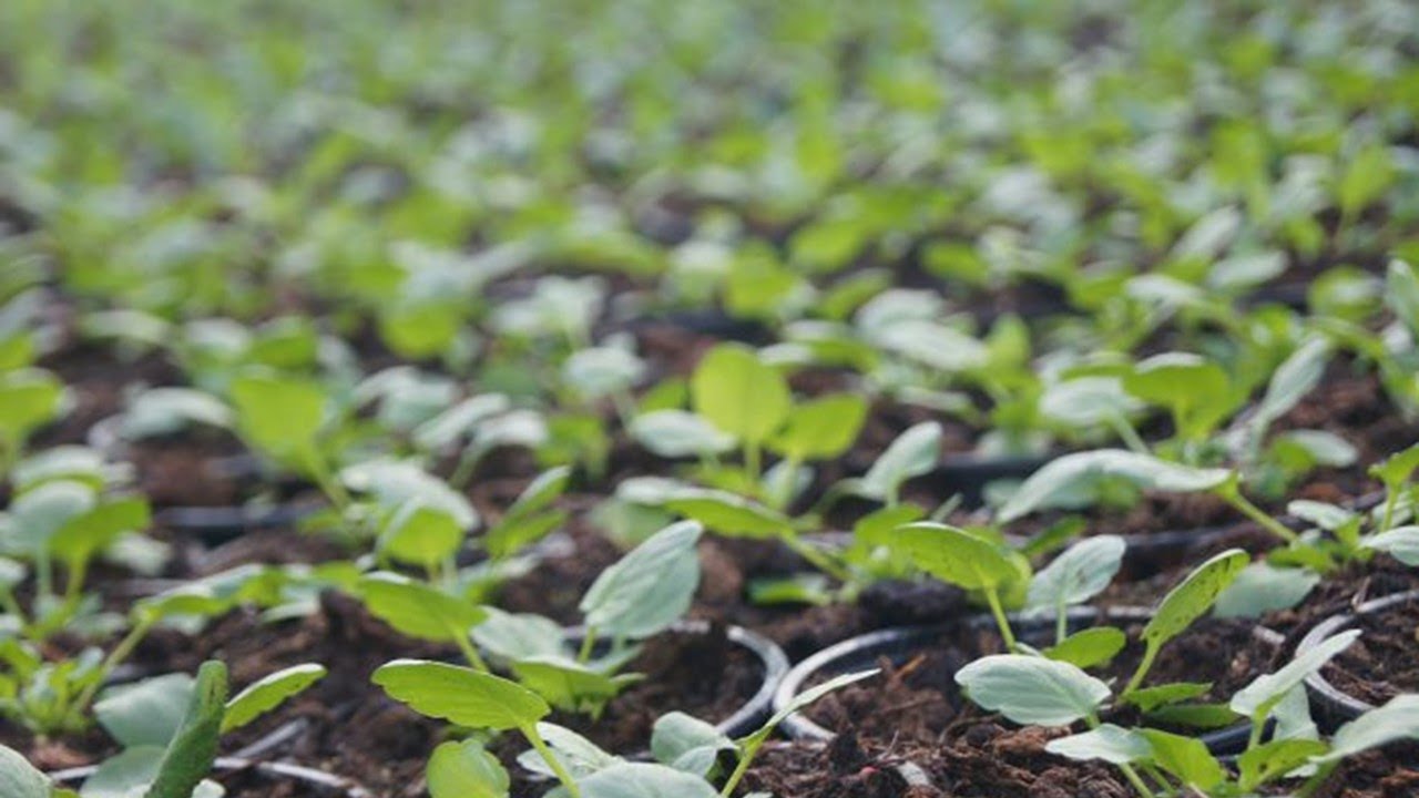 ¿Cuál es la diferencia entre REFORESTACIÓN y AFORESTACIÓN? - YouTube