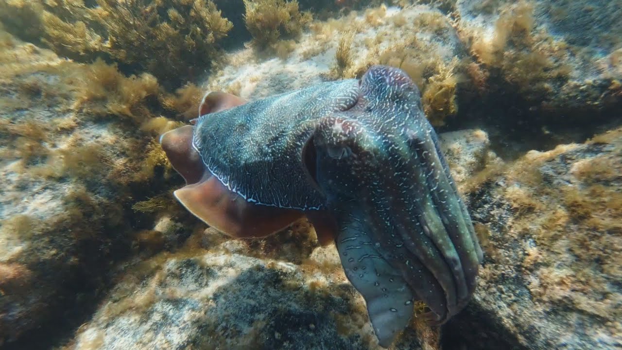 SWIMMING WITH CUTTLEFISH | WHYALLA - YouTube