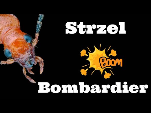 Strzel Bombardier- Wybuchowy owad - YouTube