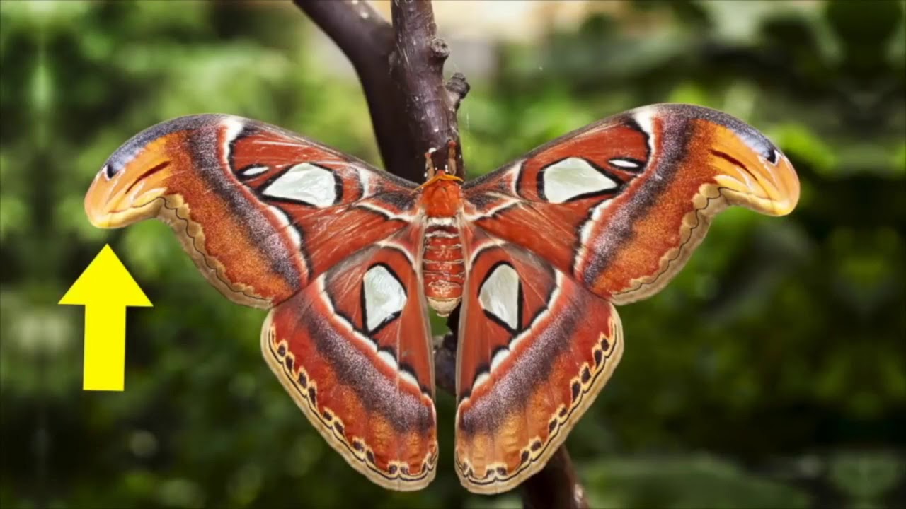 Butterfly Adaptations - YouTube