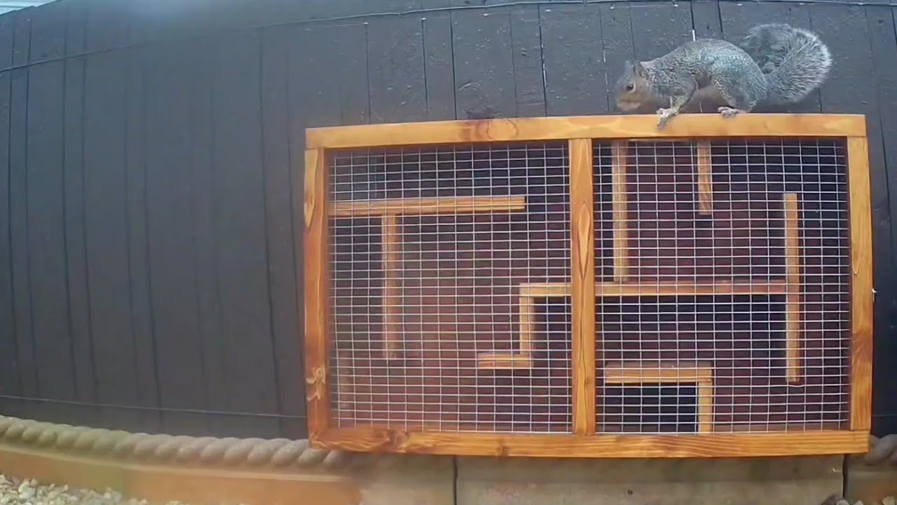 Adorable Squirrels' First Attempts to Master the Maze: A Nut Collecting ...